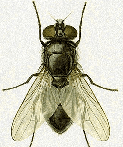 Fly Overview | Fly Control Auckland, Best Kills Flies Since 1987