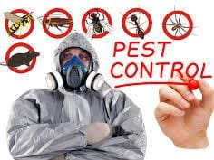 Pest Control Auckland Services 1987. Fly, Flea, Ant, Rodents